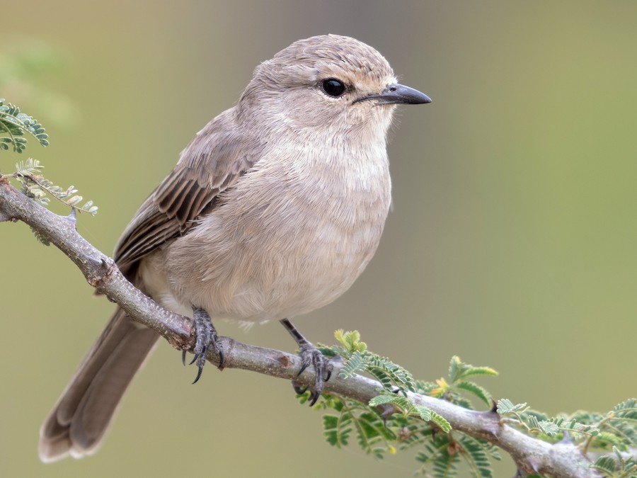African Gray Flycatcher - eBird