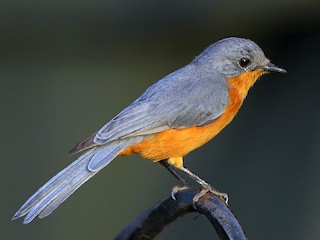 Silverbird - eBird