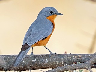 Silverbird - eBird