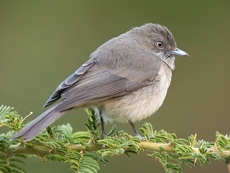 Abyssinian Slaty-Flycatcher - eBird
