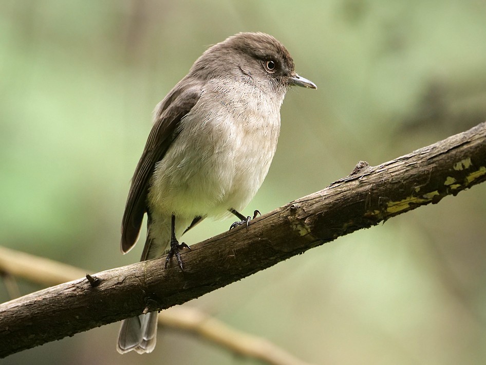 Abyssinian Slaty-Flycatcher - eBird