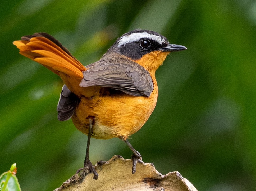 Rüppell's Robin-Chat - eBird