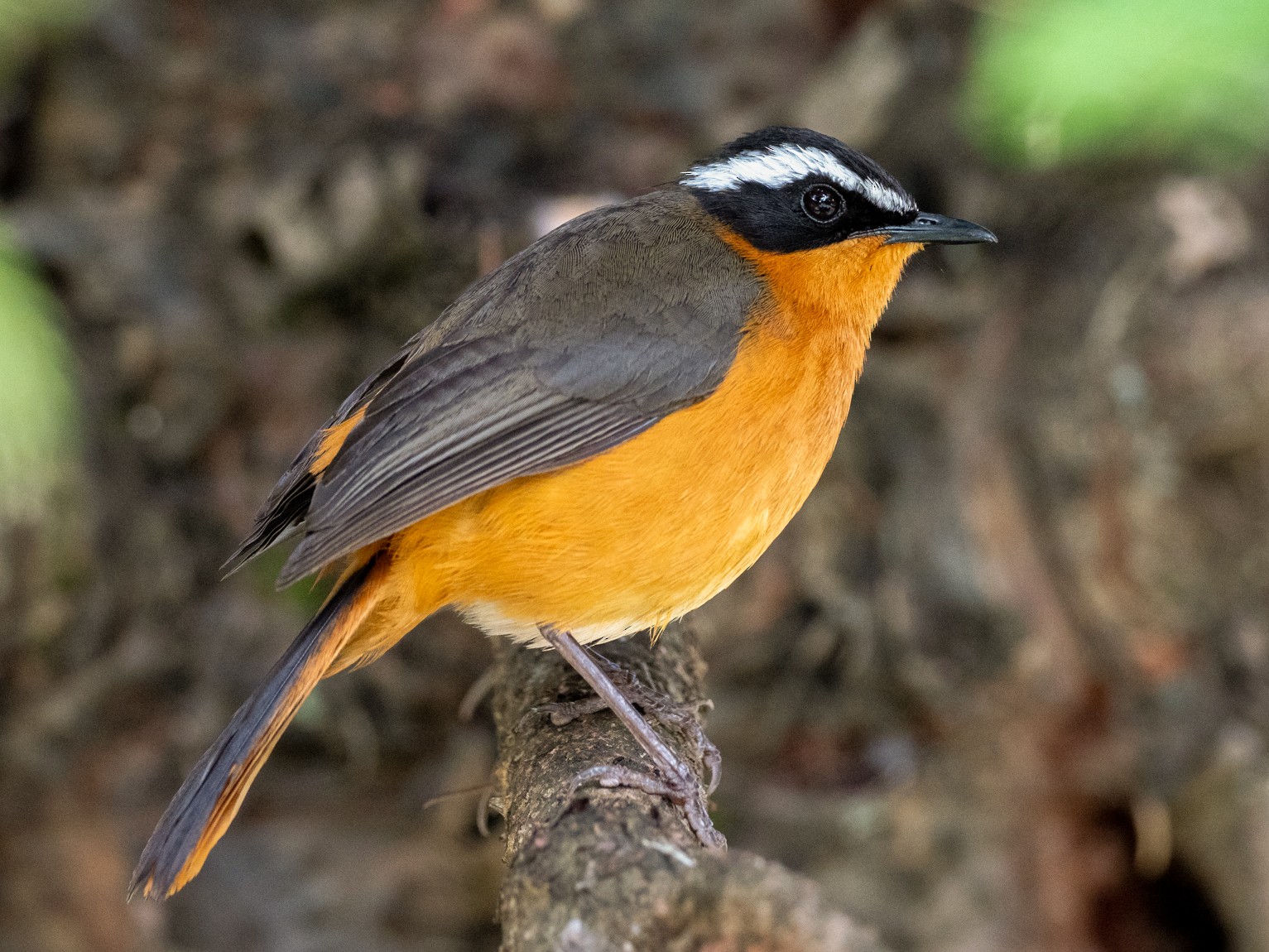 Rüppell's Robin-Chat - eBird