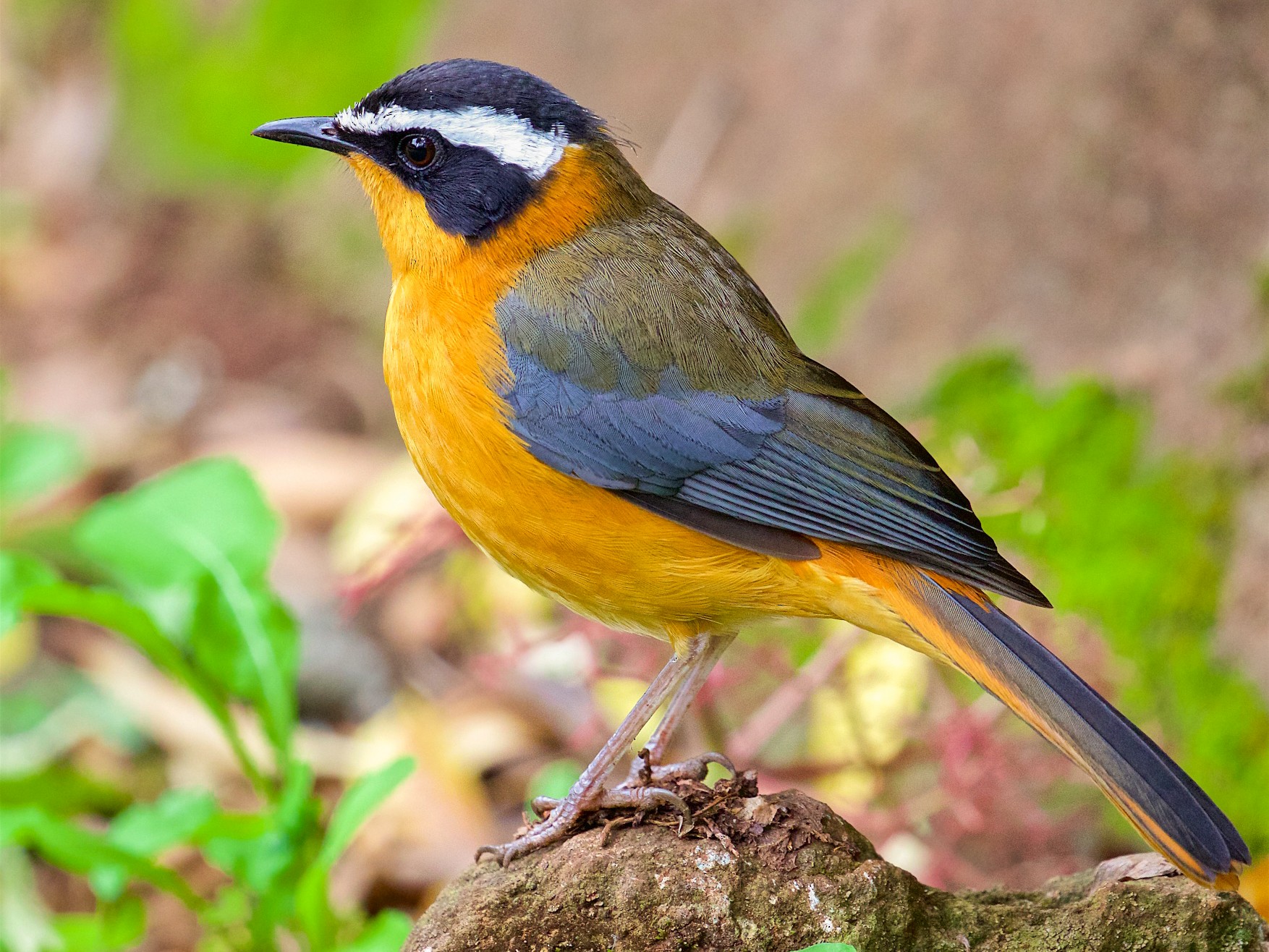 Rüppell's Robin-Chat - eBird