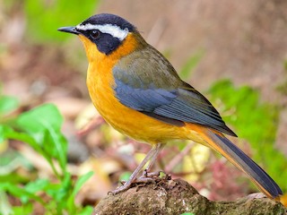 Rüppell's Robin-Chat - eBird