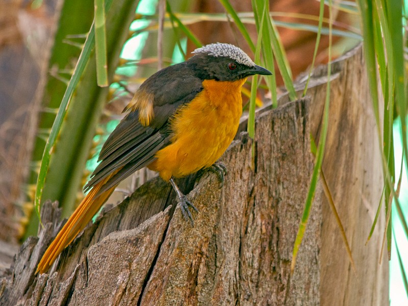 White-crowned Robin-Chat - eBird