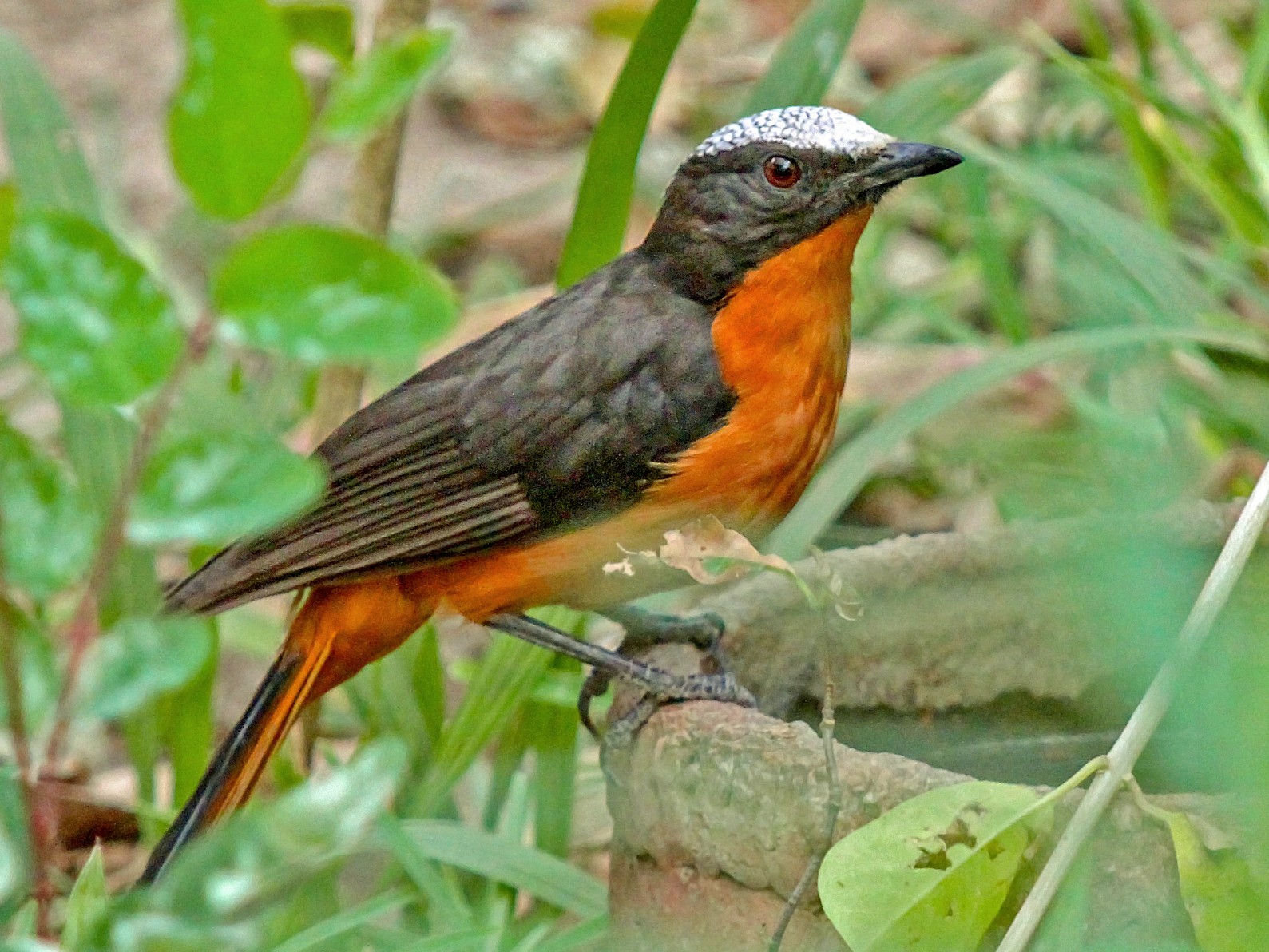 White-crowned Robin-Chat - eBird