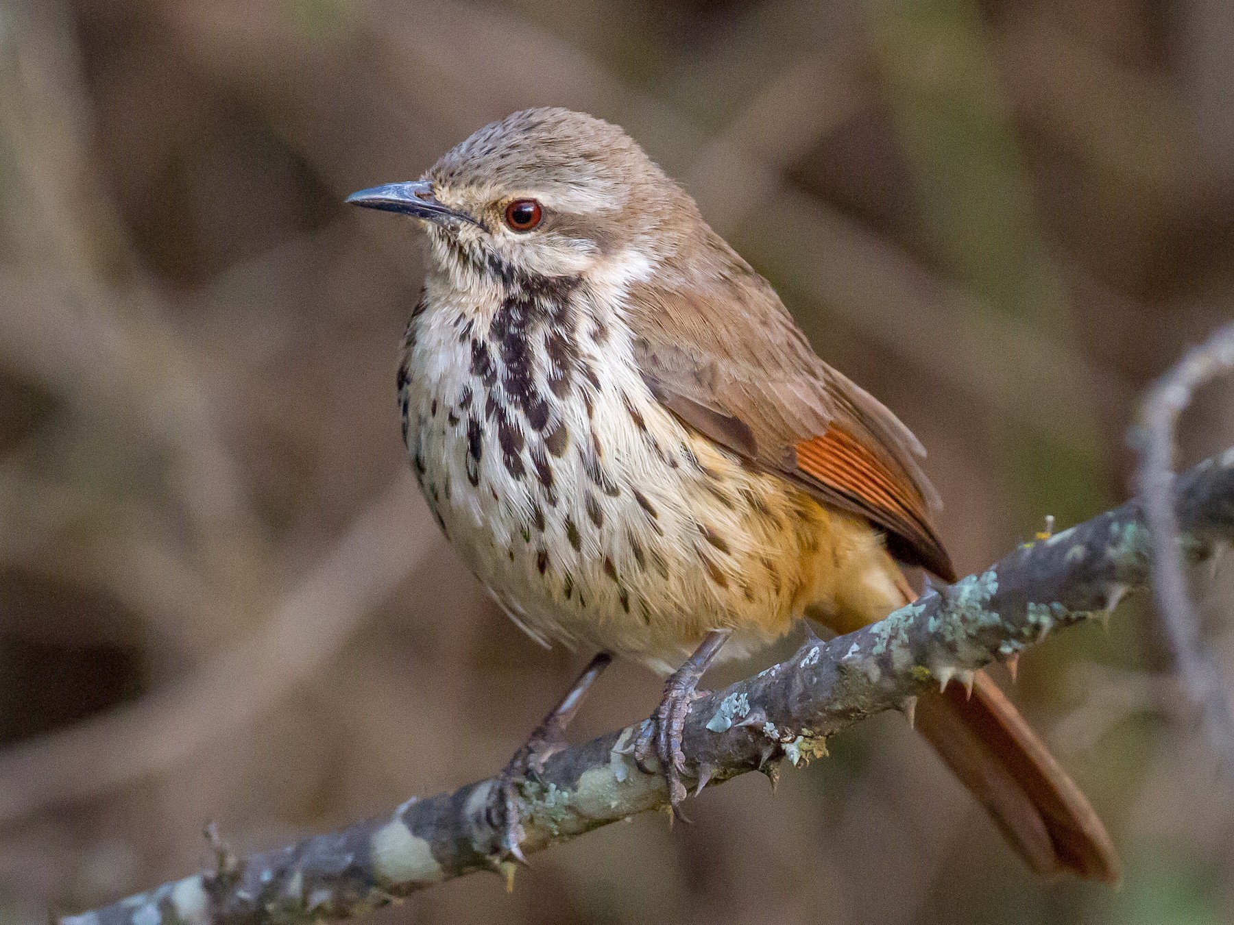 Spotted Morning-Thrush - eBird