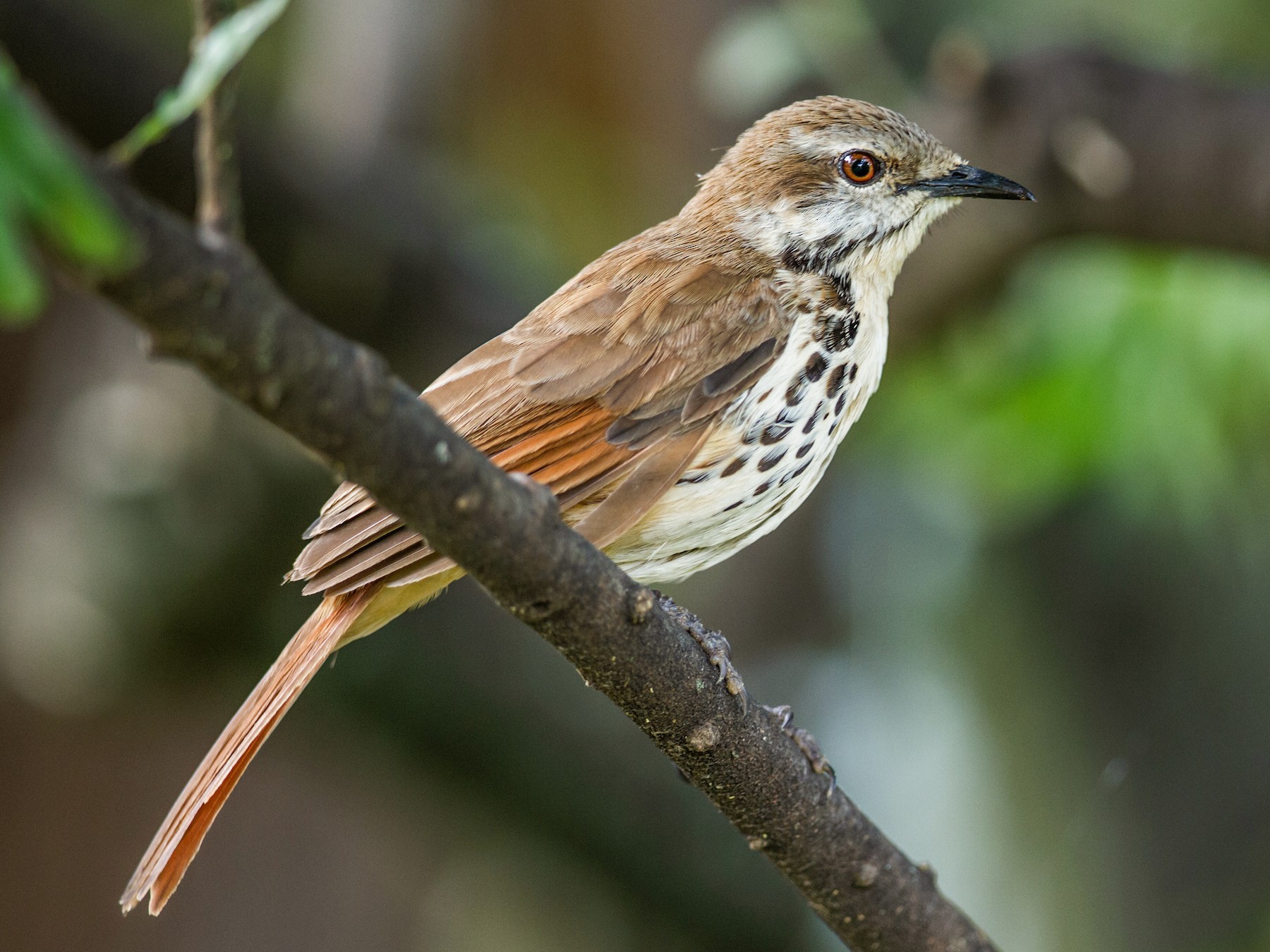 Spotted Morning-Thrush - eBird