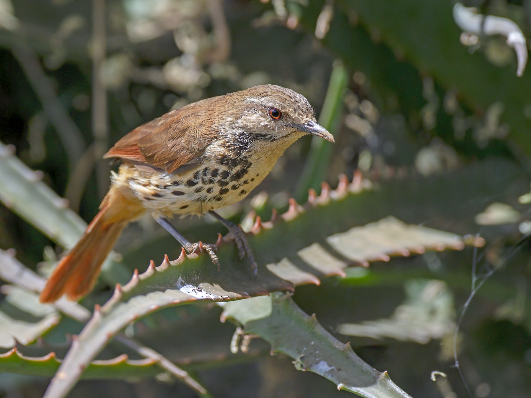 Spotted Morning-Thrush - eBird