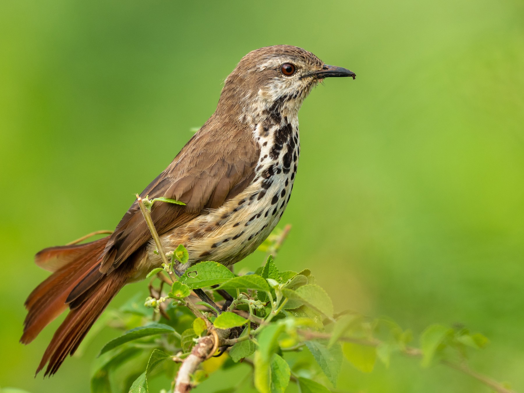 Spotted Morning-Thrush - eBird