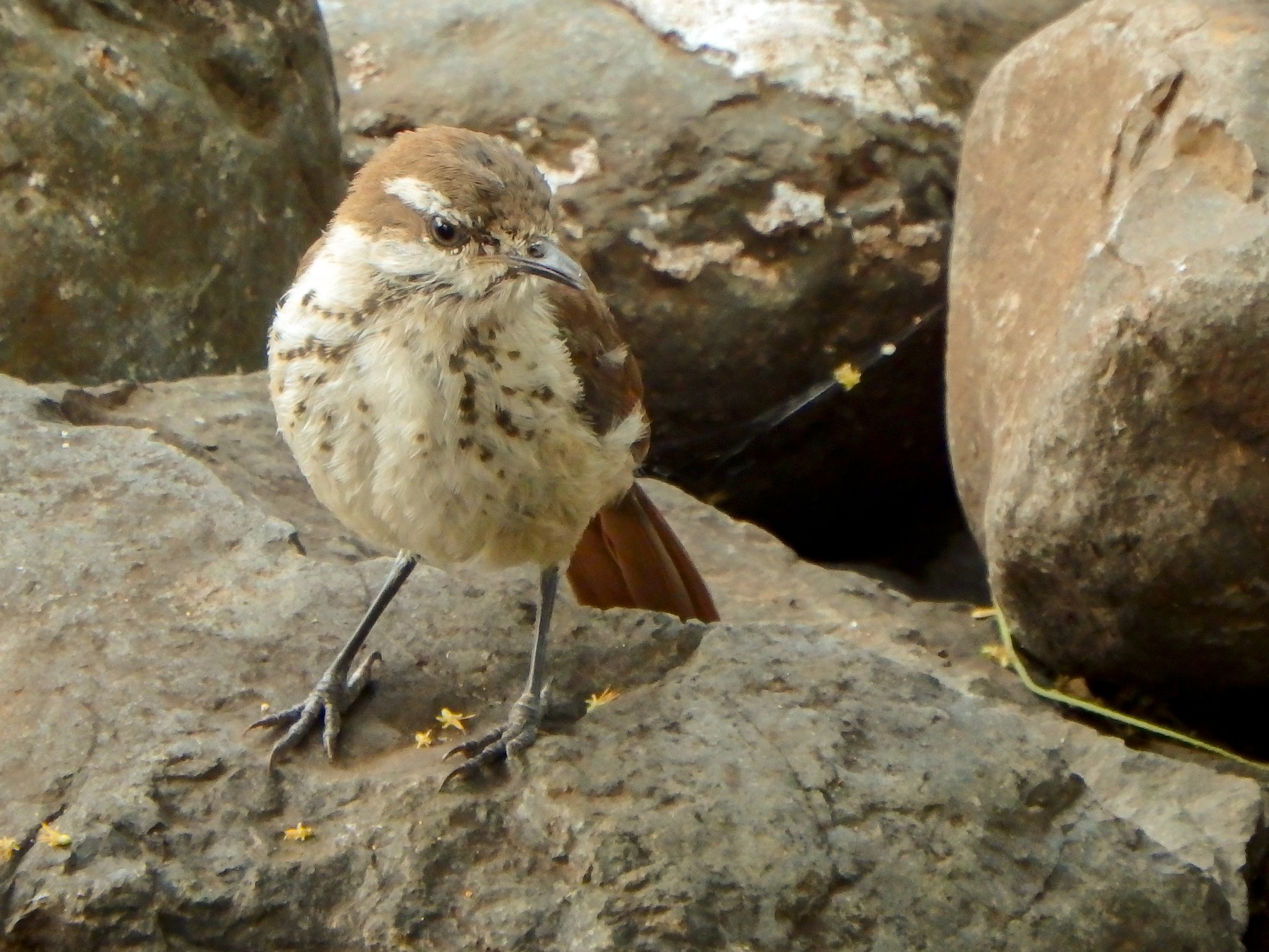 Spotted Morning-Thrush - eBird