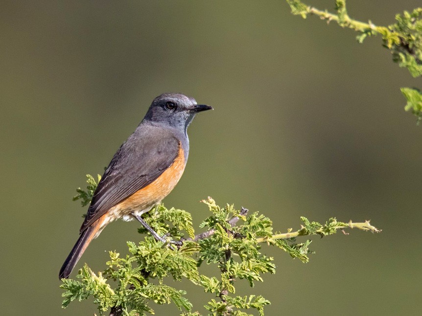 Mali kos kamenjar - eBird