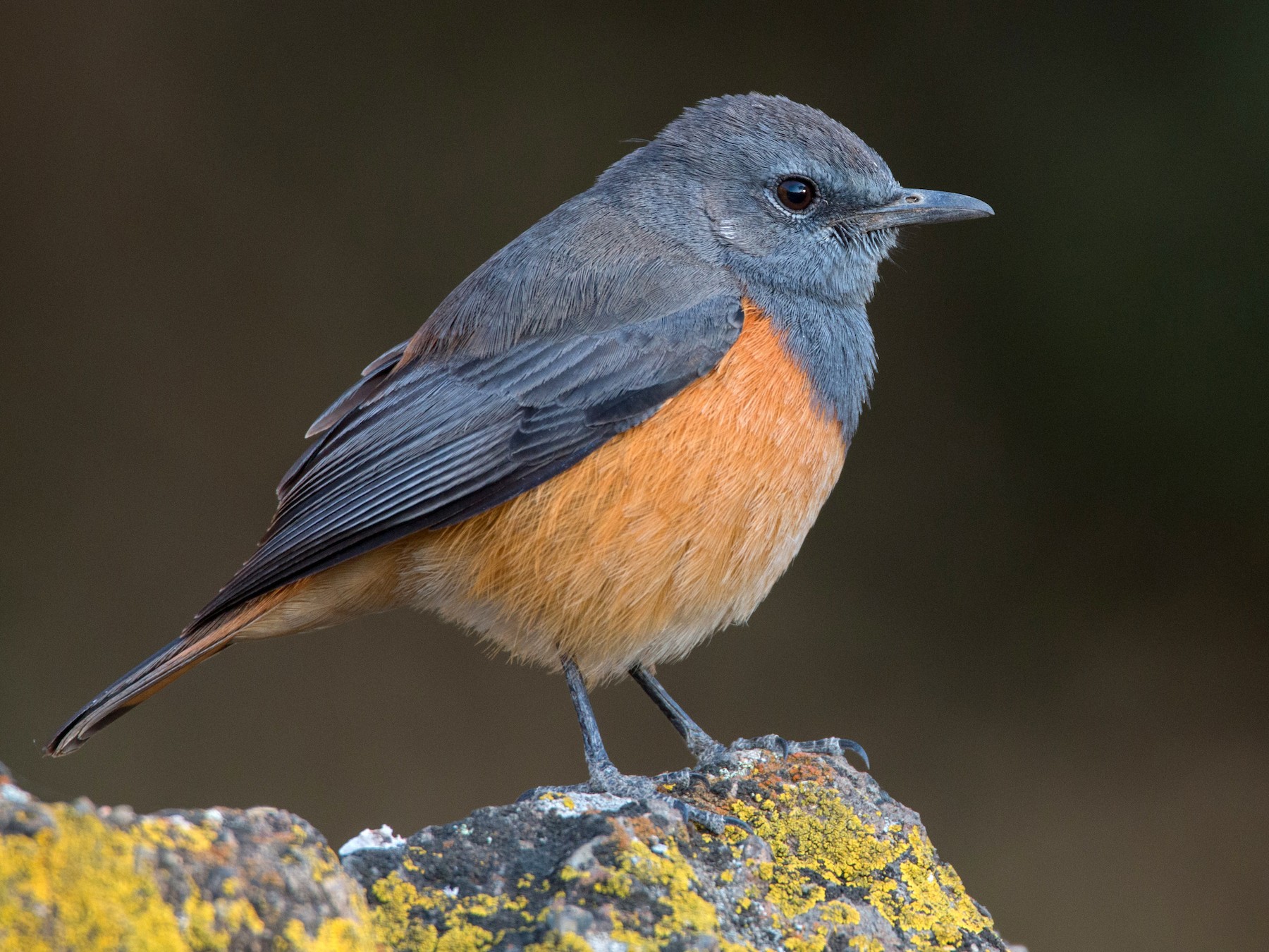 Little Rock Thrush - eBird