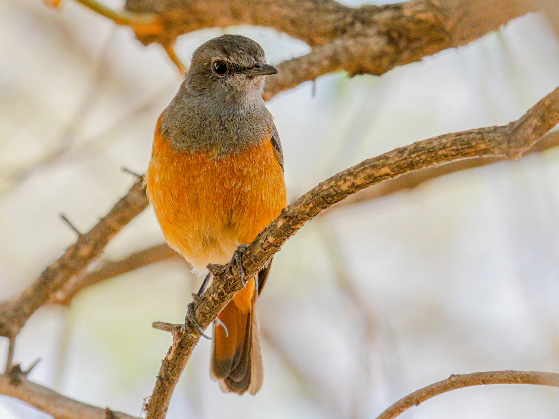 Mali kos kamenjar - eBird