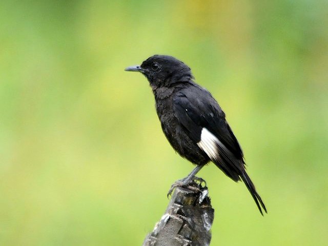 White-winged Cliff-Chat - eBird