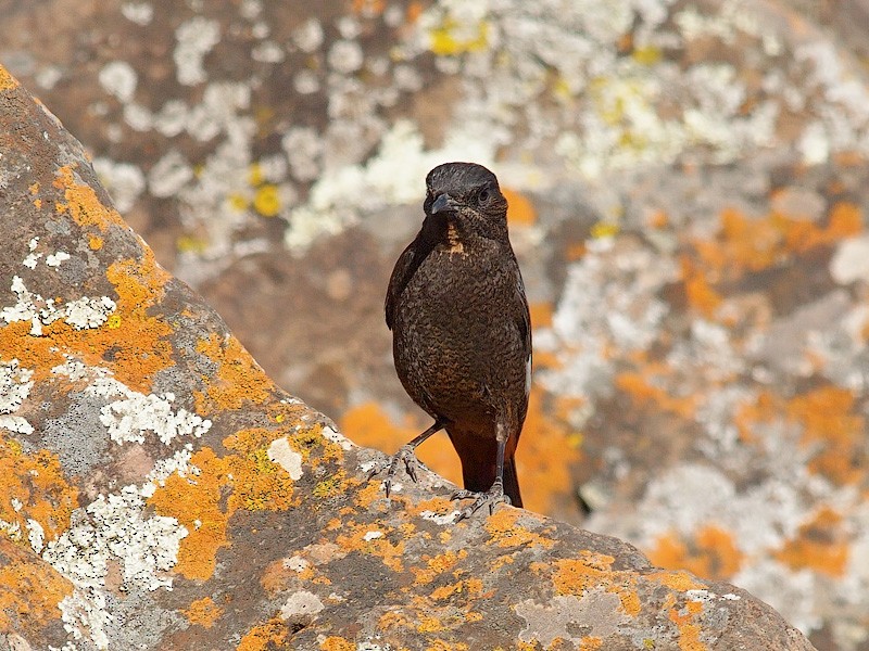 White-winged Cliff-Chat - eBird