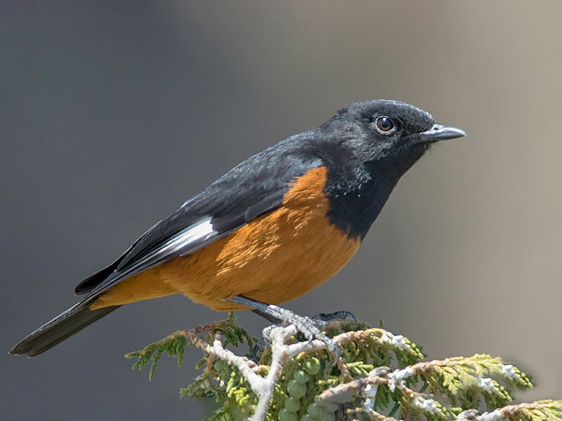 White-winged Cliff-Chat - eBird