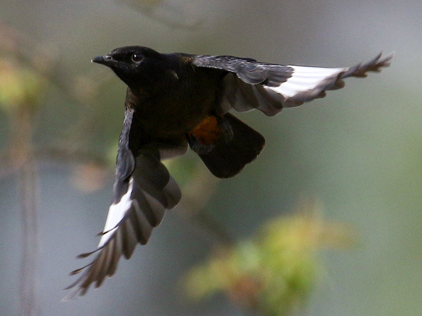 White-winged Cliff-Chat - eBird
