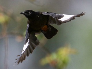 White-winged Cliff-Chat - eBird