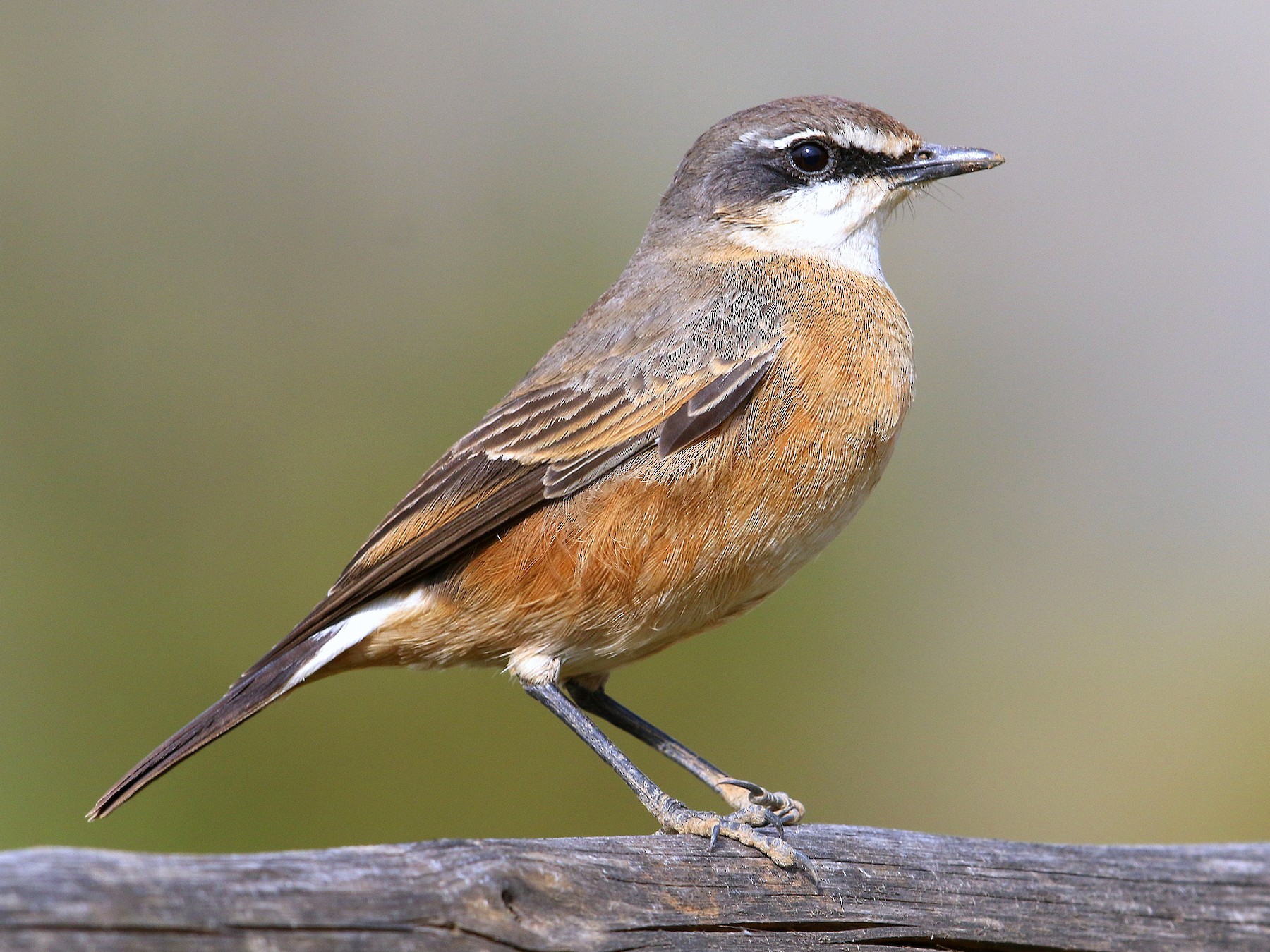 Red-breasted Wheatear (Rusty-breasted) - eBird