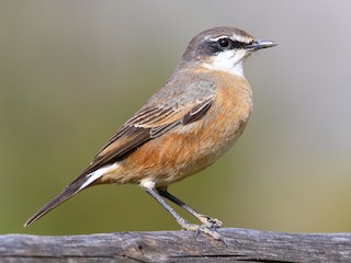 Rusty-breasted Wheatear - eBird