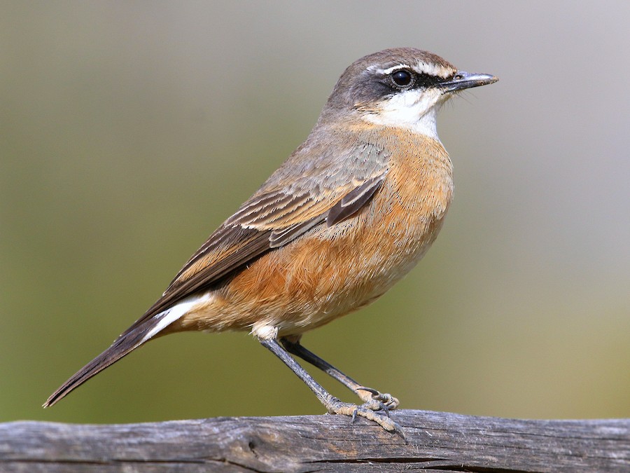 Rusty-breasted Wheatear - eBird