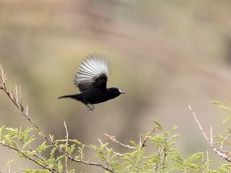 White-fronted Black-Chat - eBird