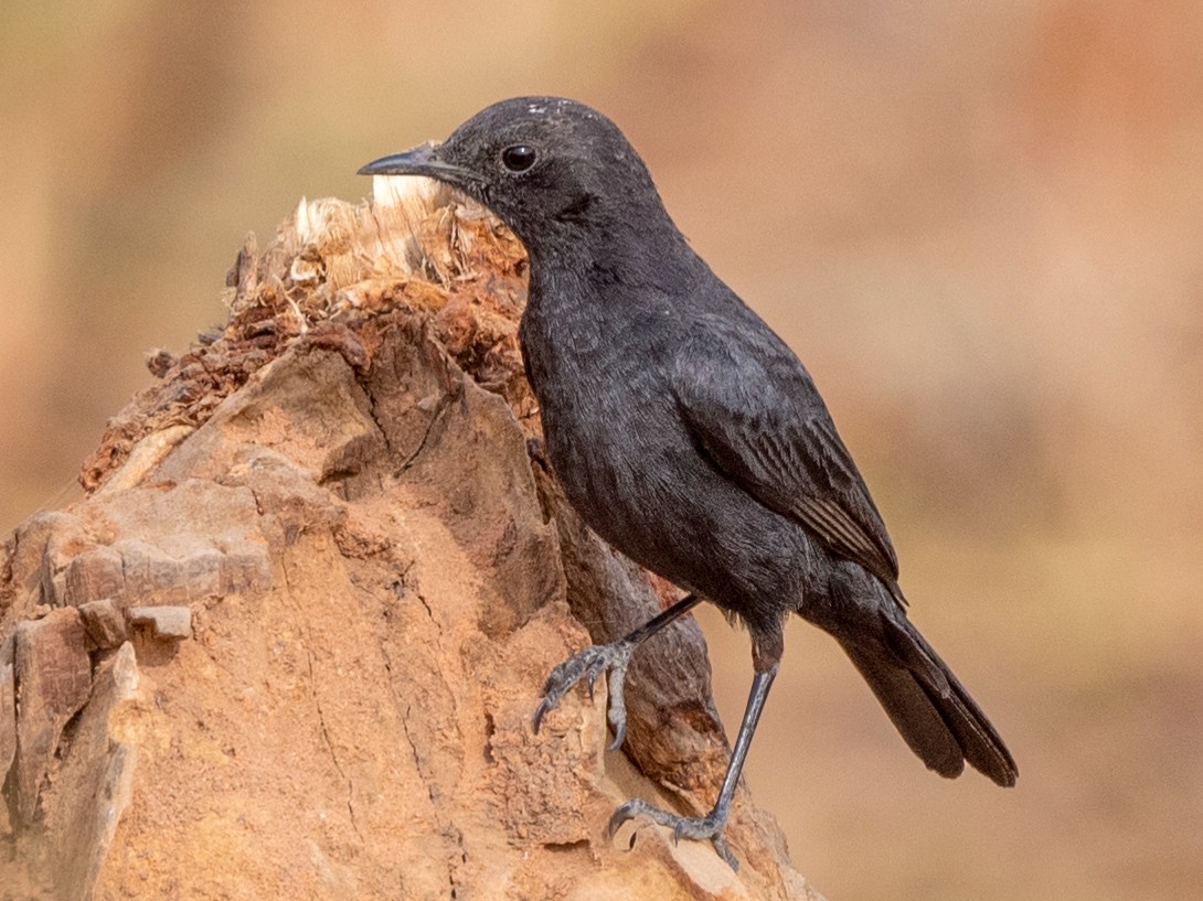 White-fronted Black-Chat - eBird