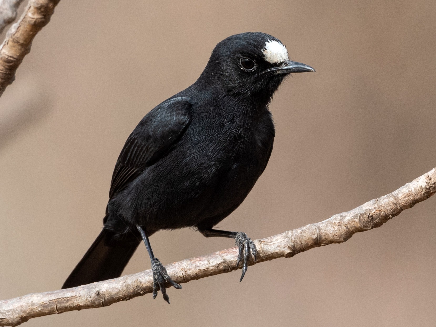 White-fronted Black-Chat - eBird