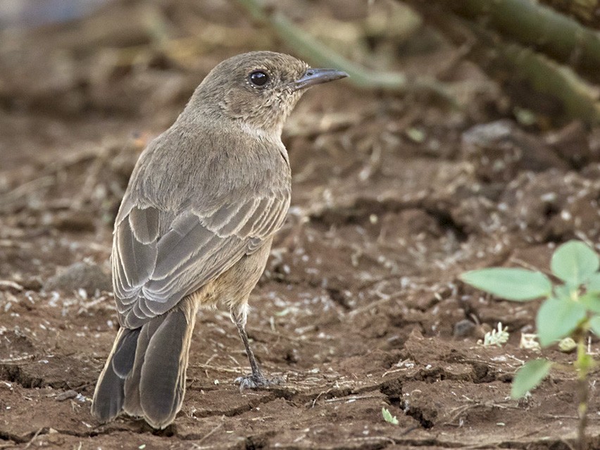 Brown-tailed Rock Chat - eBird