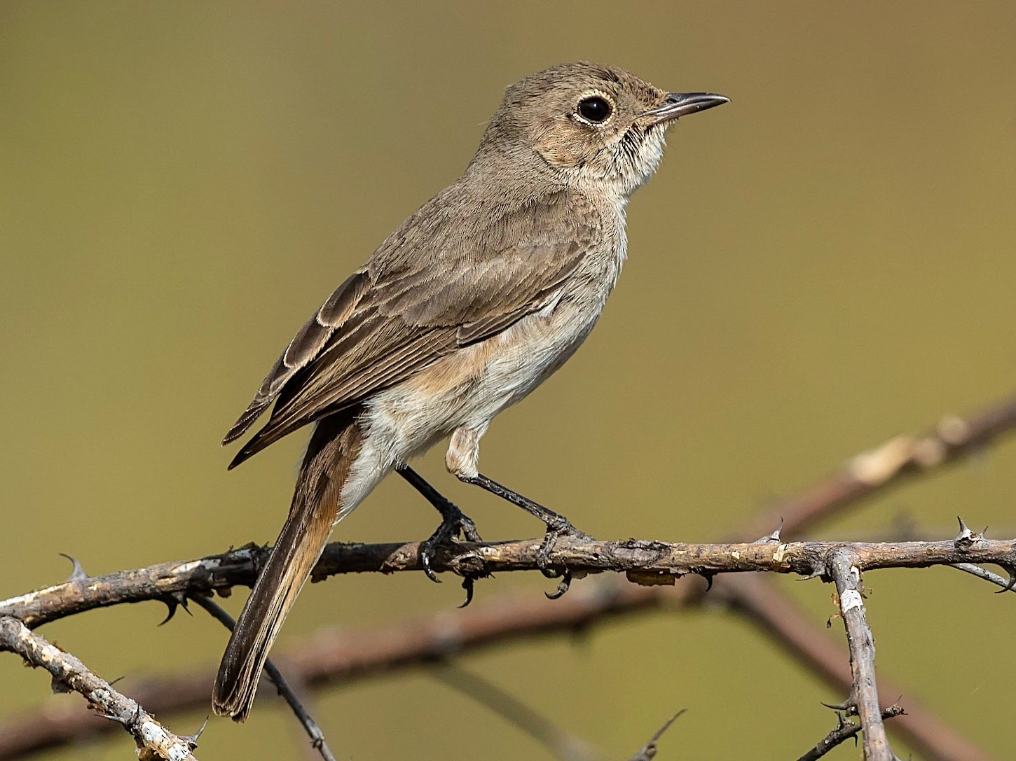 Brown-tailed Chat - eBird