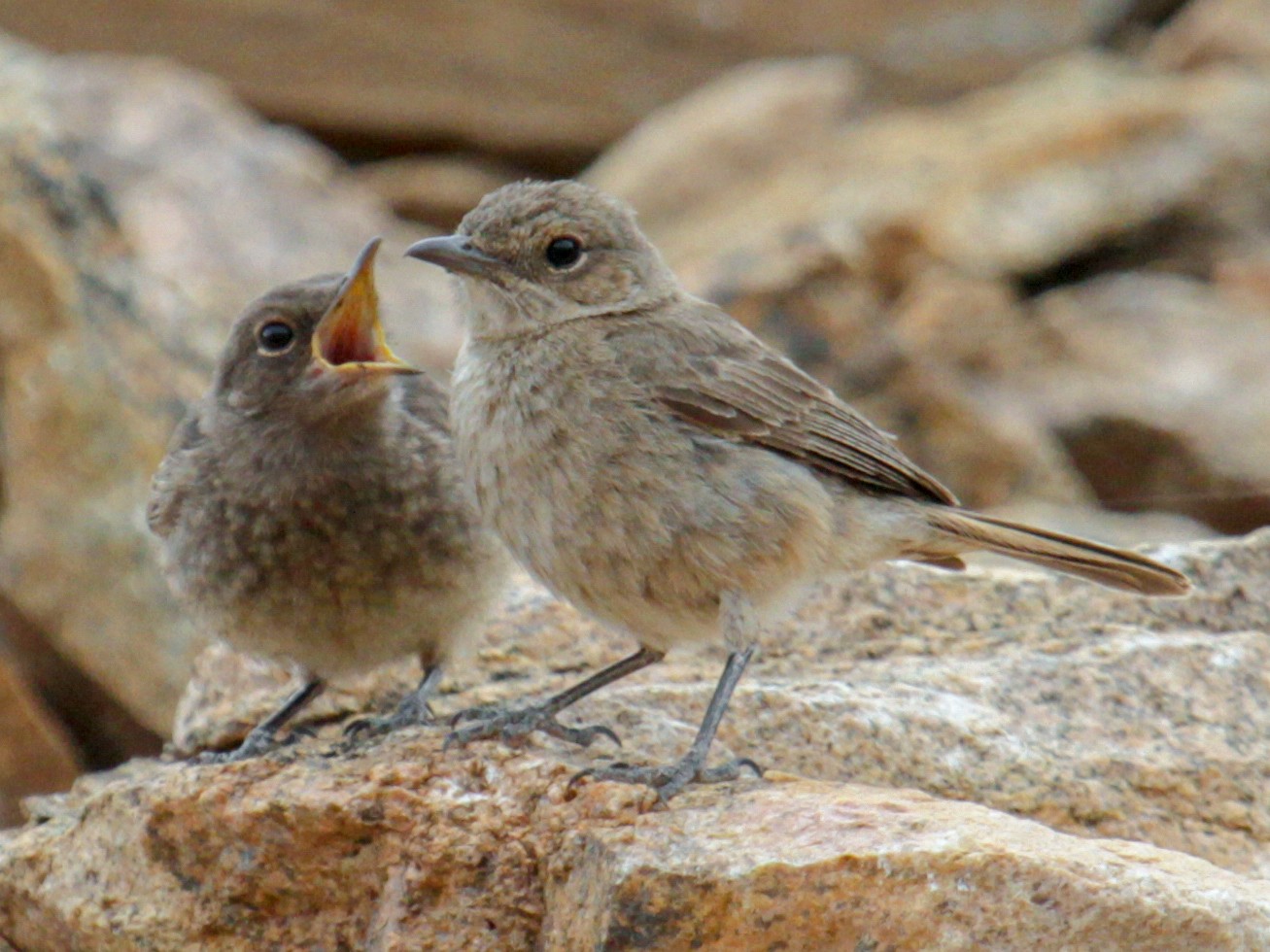 Brown-tailed Chat - eBird
