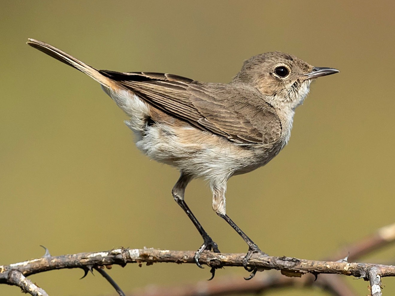Brown-tailed Rock Chat - eBird