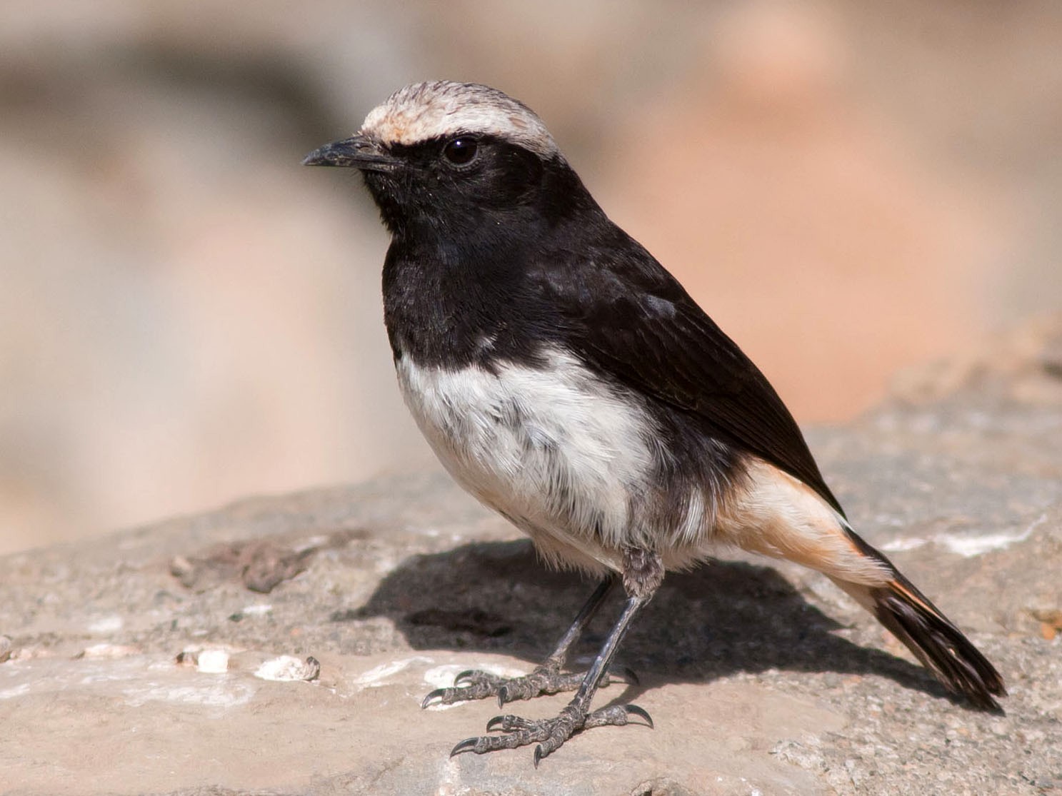 Abyssinian Wheatear - eBird