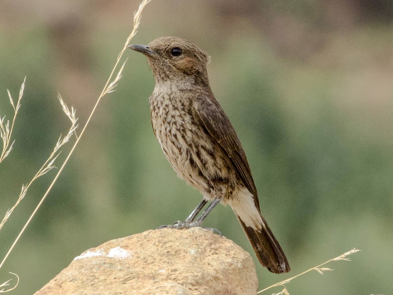 Abyssinian Wheatear - eBird