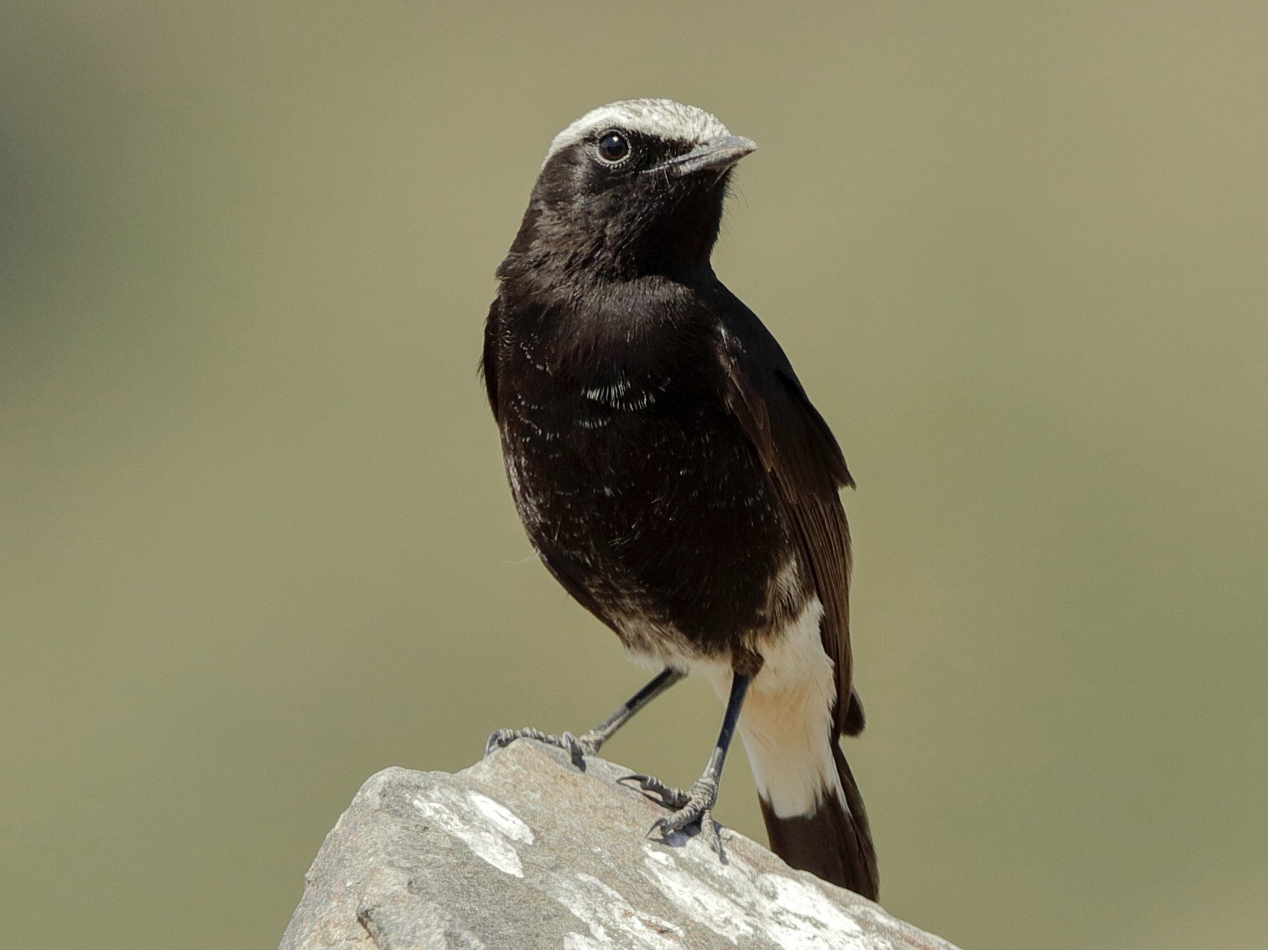 Abyssinian Wheatear - eBird