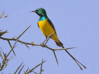 Pygmy Sunbird - eBird