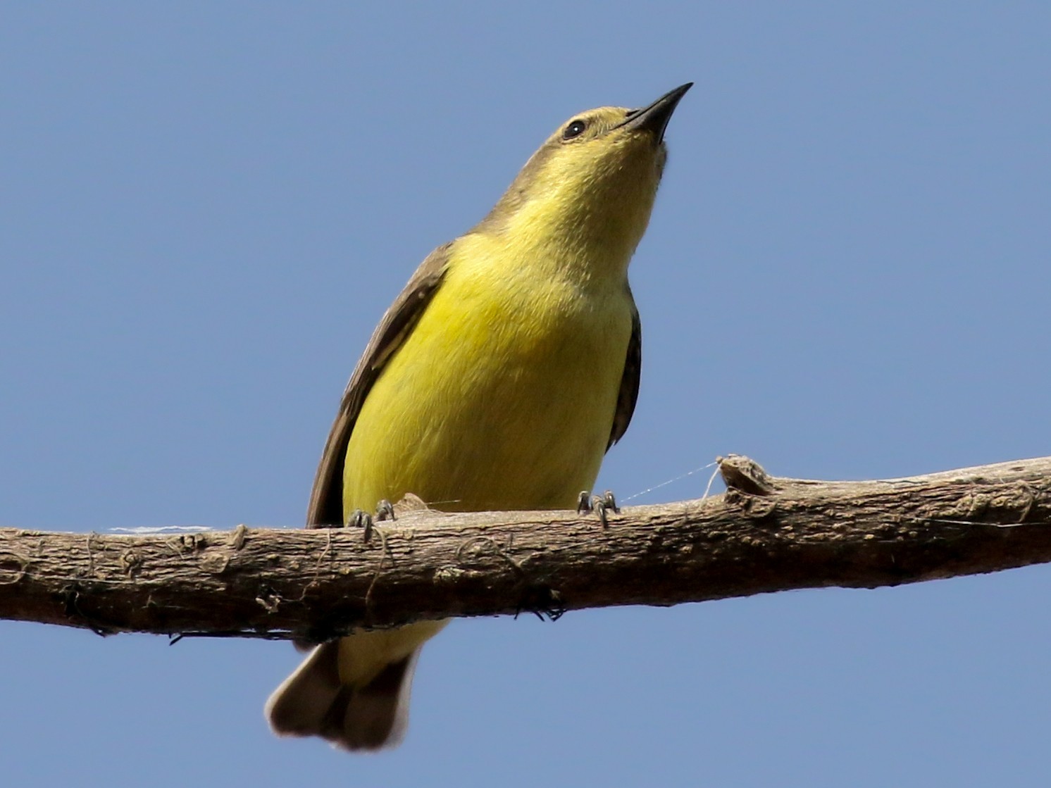 Pygmy Sunbird - eBird
