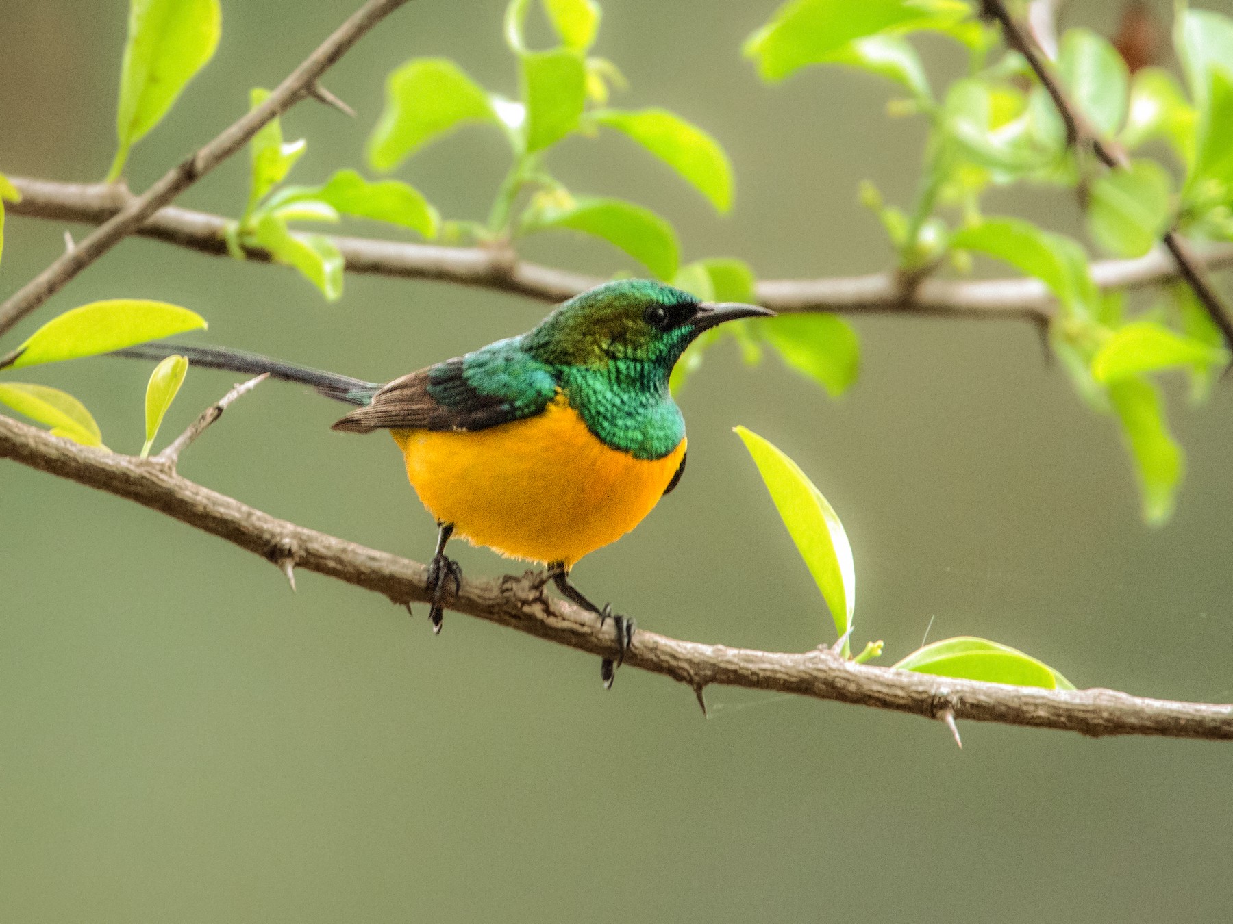 Pygmy Sunbird - eBird