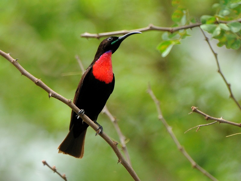 Hunter's Sunbird - eBird