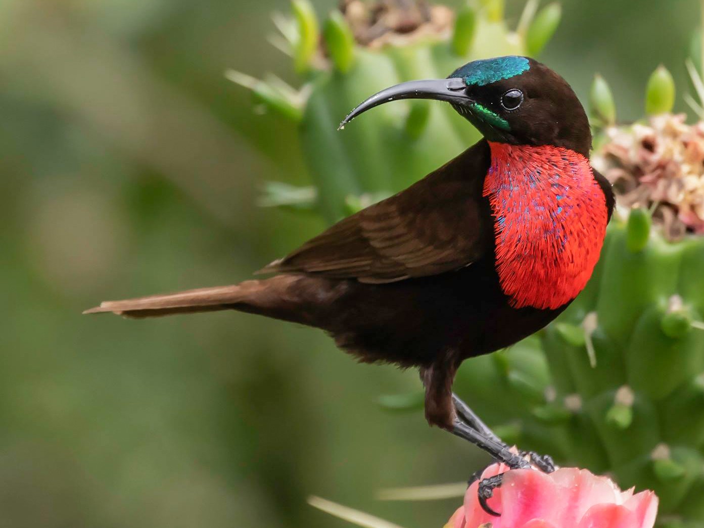 Hunter's Sunbird - eBird