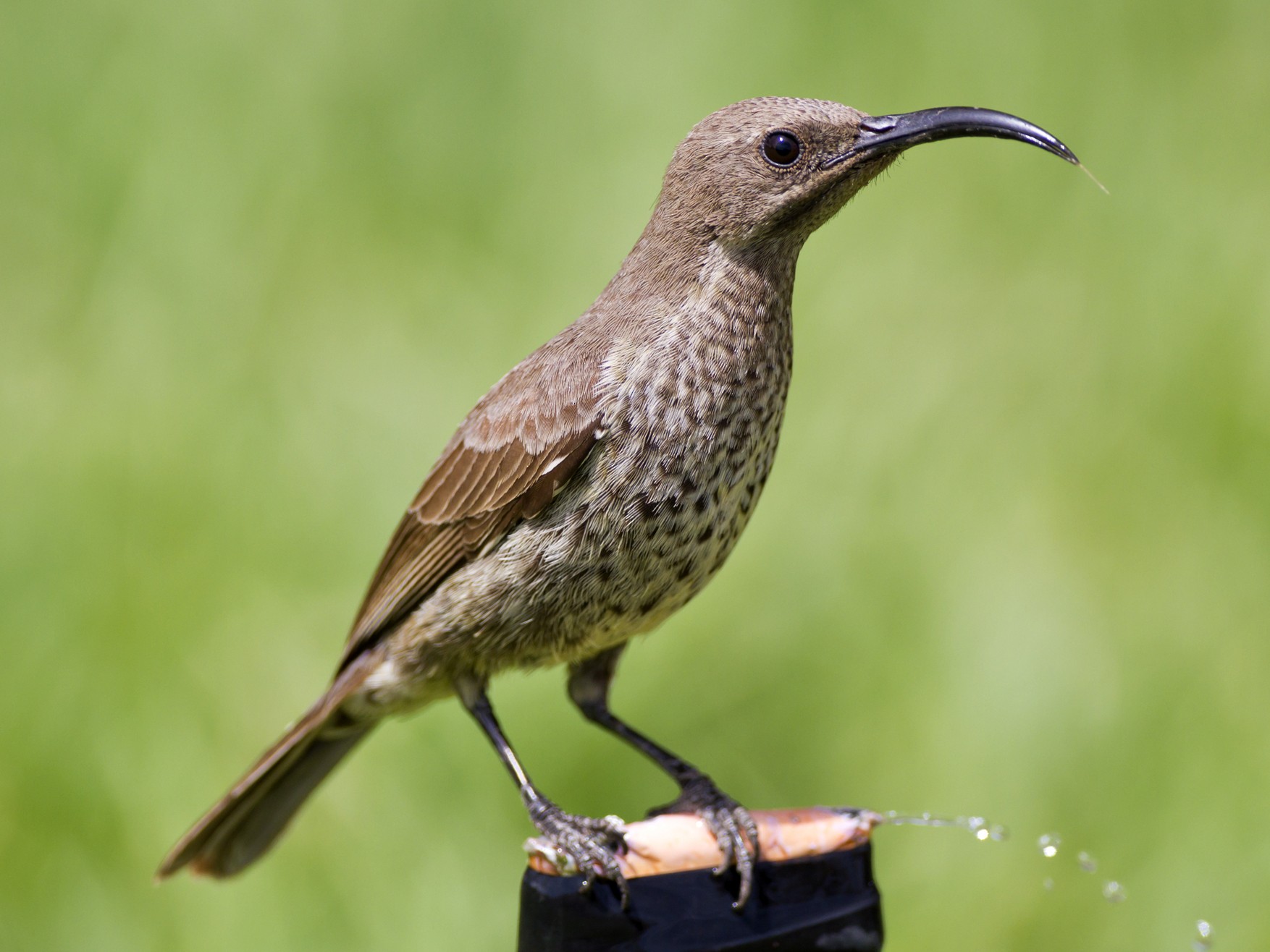 Hunter's Sunbird - eBird