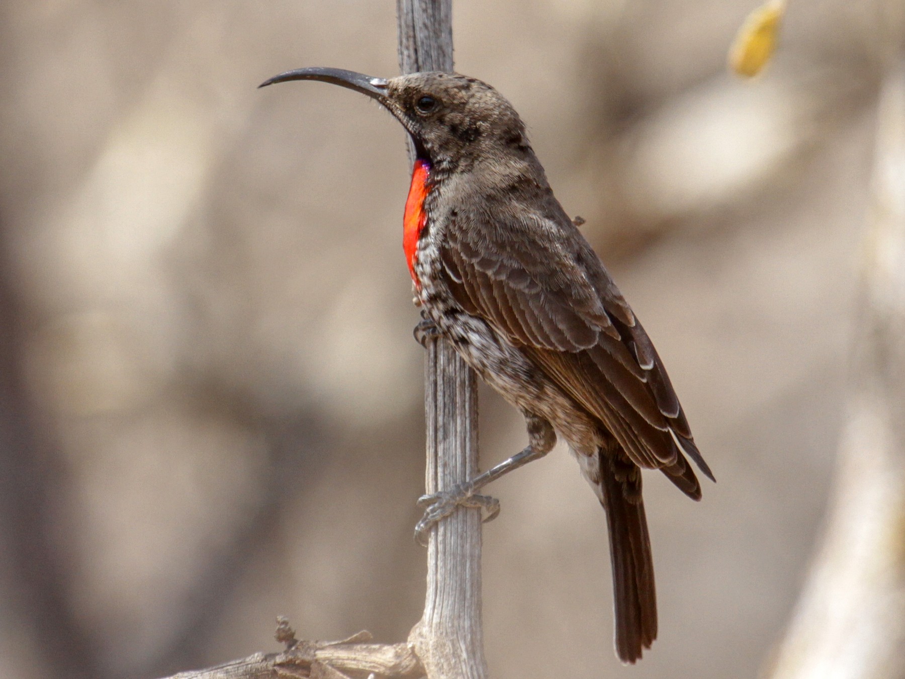 Hunter's Sunbird - eBird