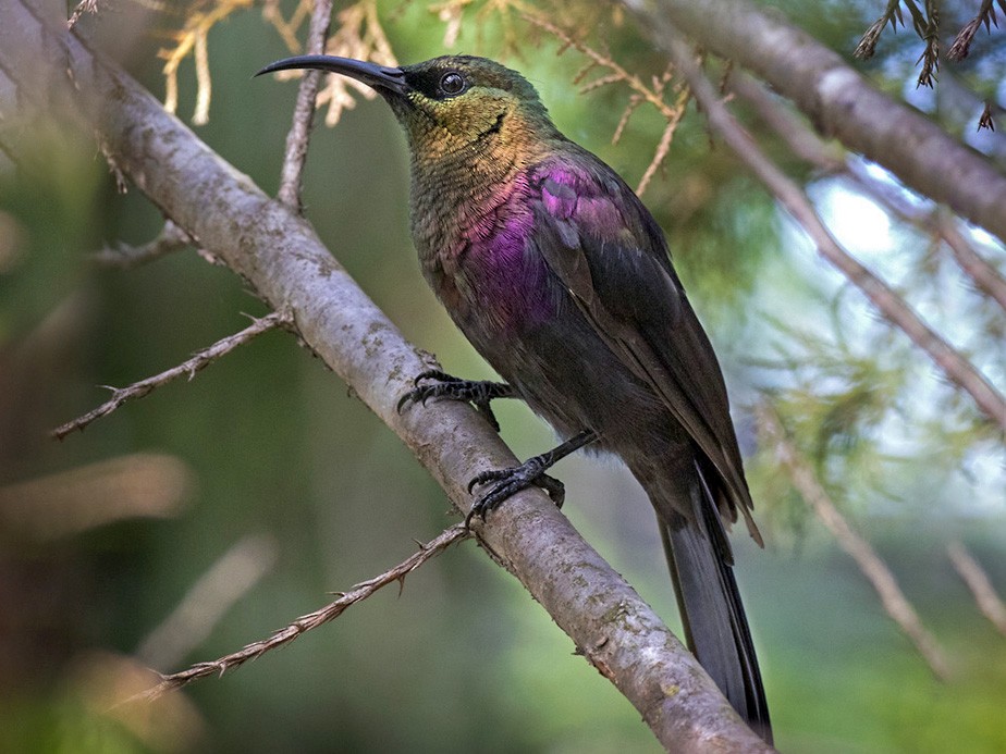 Tacazze Sunbird - eBird