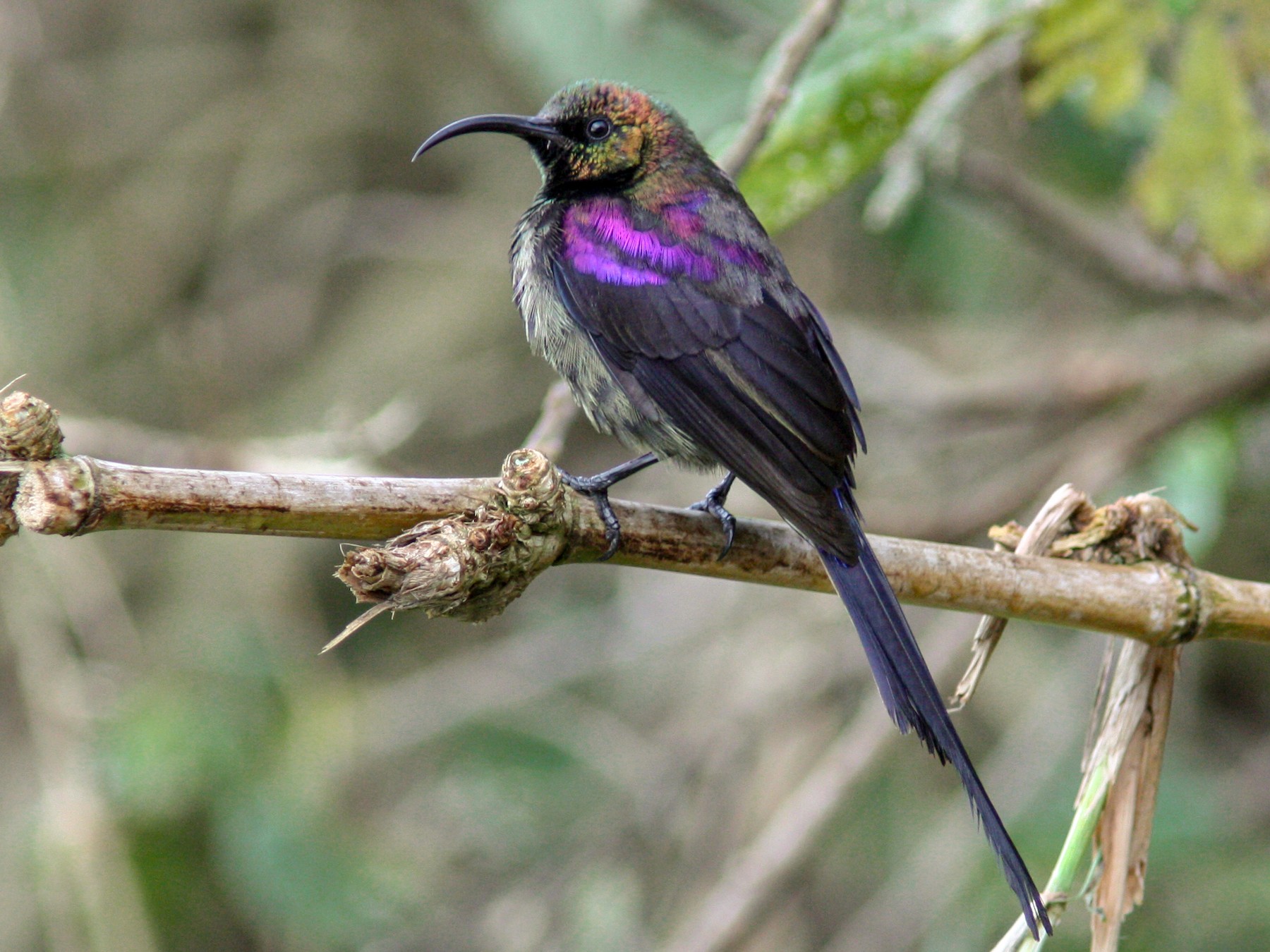 Tacazze Sunbird - eBird