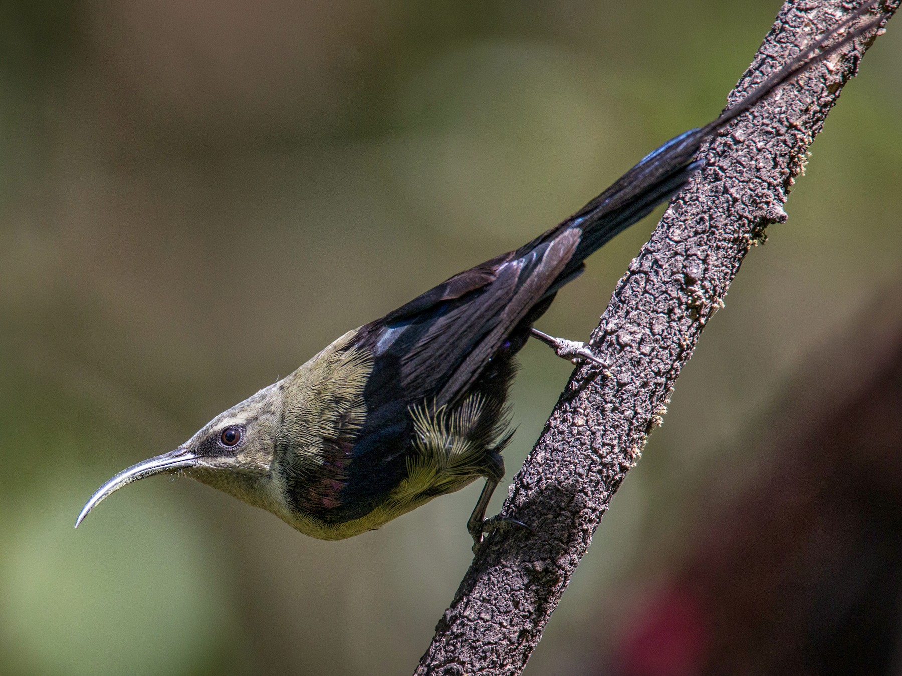 Tacazze Sunbird - eBird