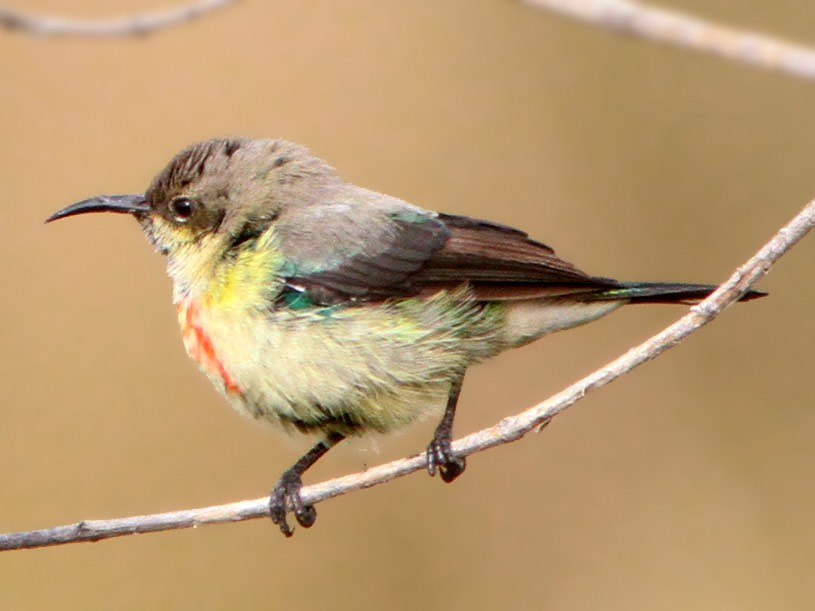 Beautiful Sunbird - eBird