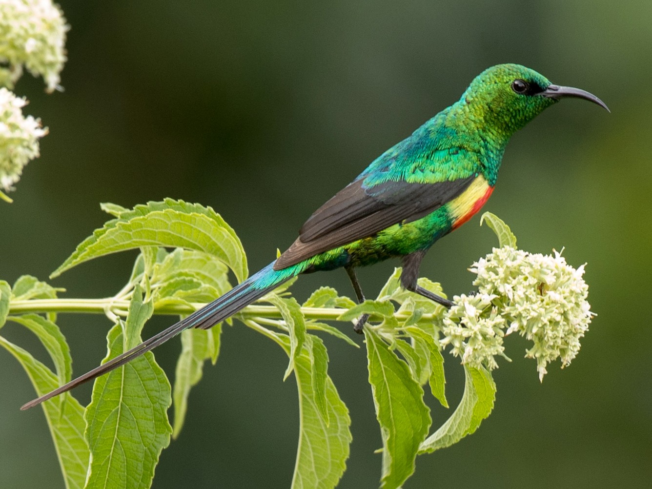 Beautiful Sunbird - eBird