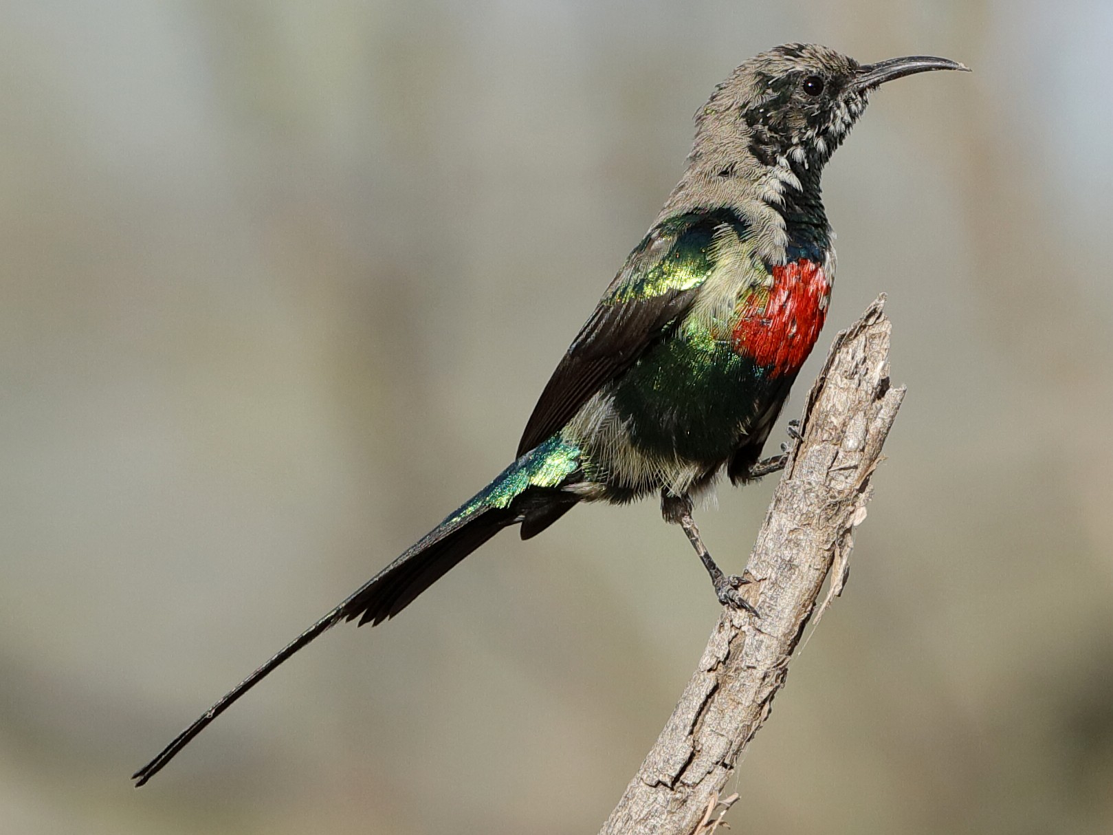 Beautiful Sunbird - eBird